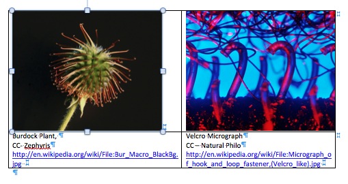 Biomimicry, Biomimetics, Biologically Inspired Design : much more than ...